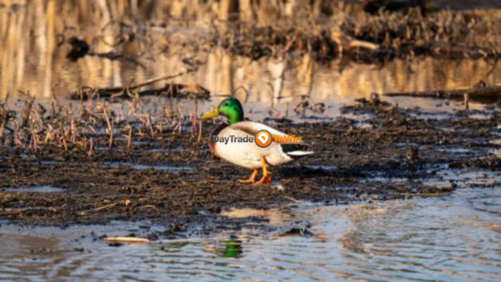 Quackonomics: Why This Isn't Your Ordinary Bull Market